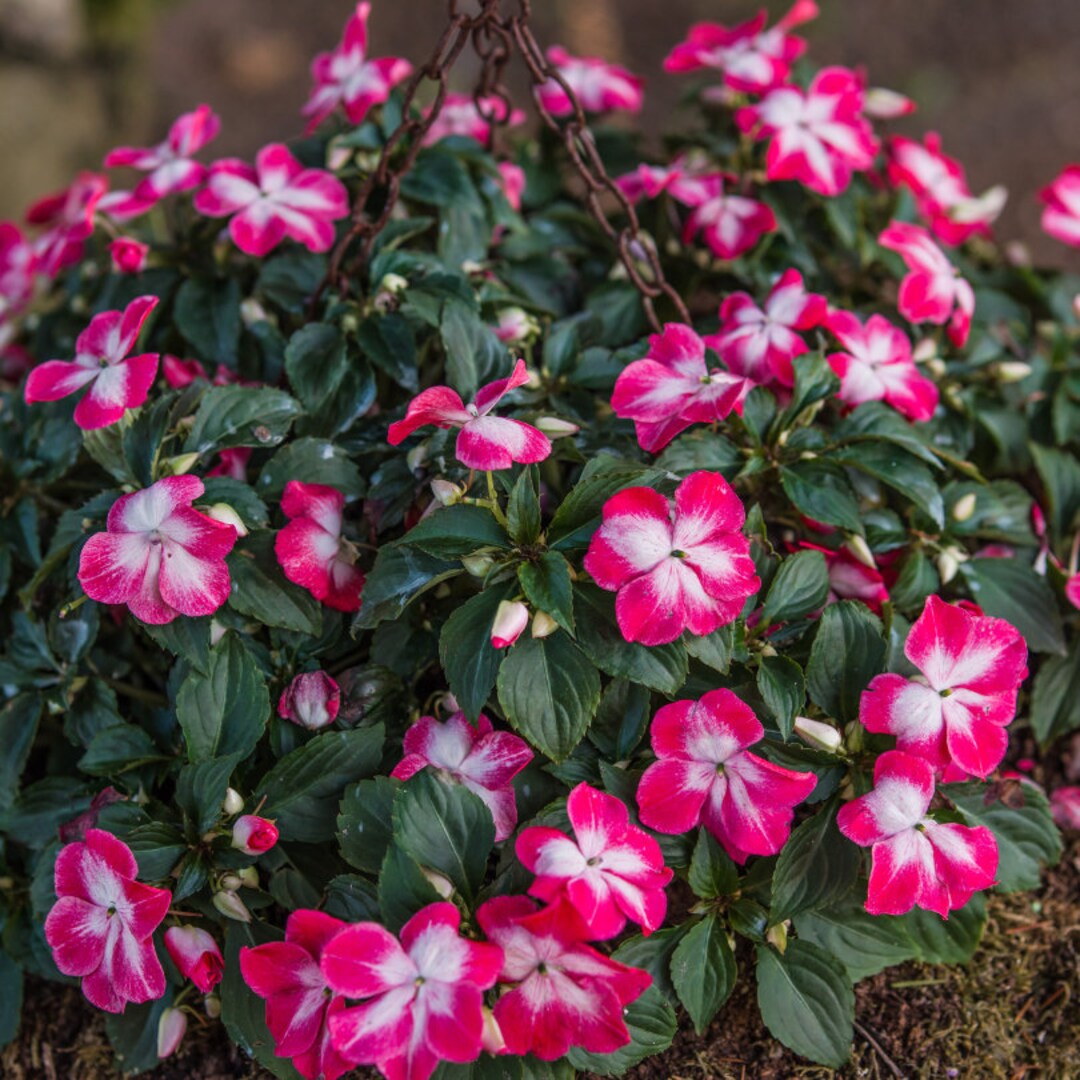 Rose Balsam Seeds 10 Grow Your Own Impatiens Balsamina, Easy-to ...