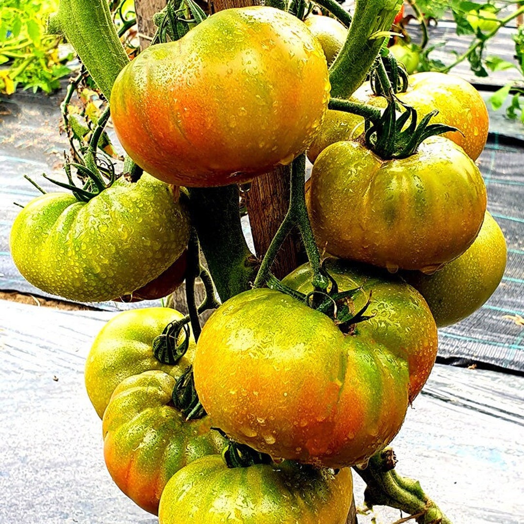 Gourmet Tomato Kozula 72 Seed Pack 5 Unique Heirloom Variety for ...
