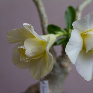Japanese Giant Adenium Seeds Creamy Yellow Somalense Flowers, Rare 3 ...