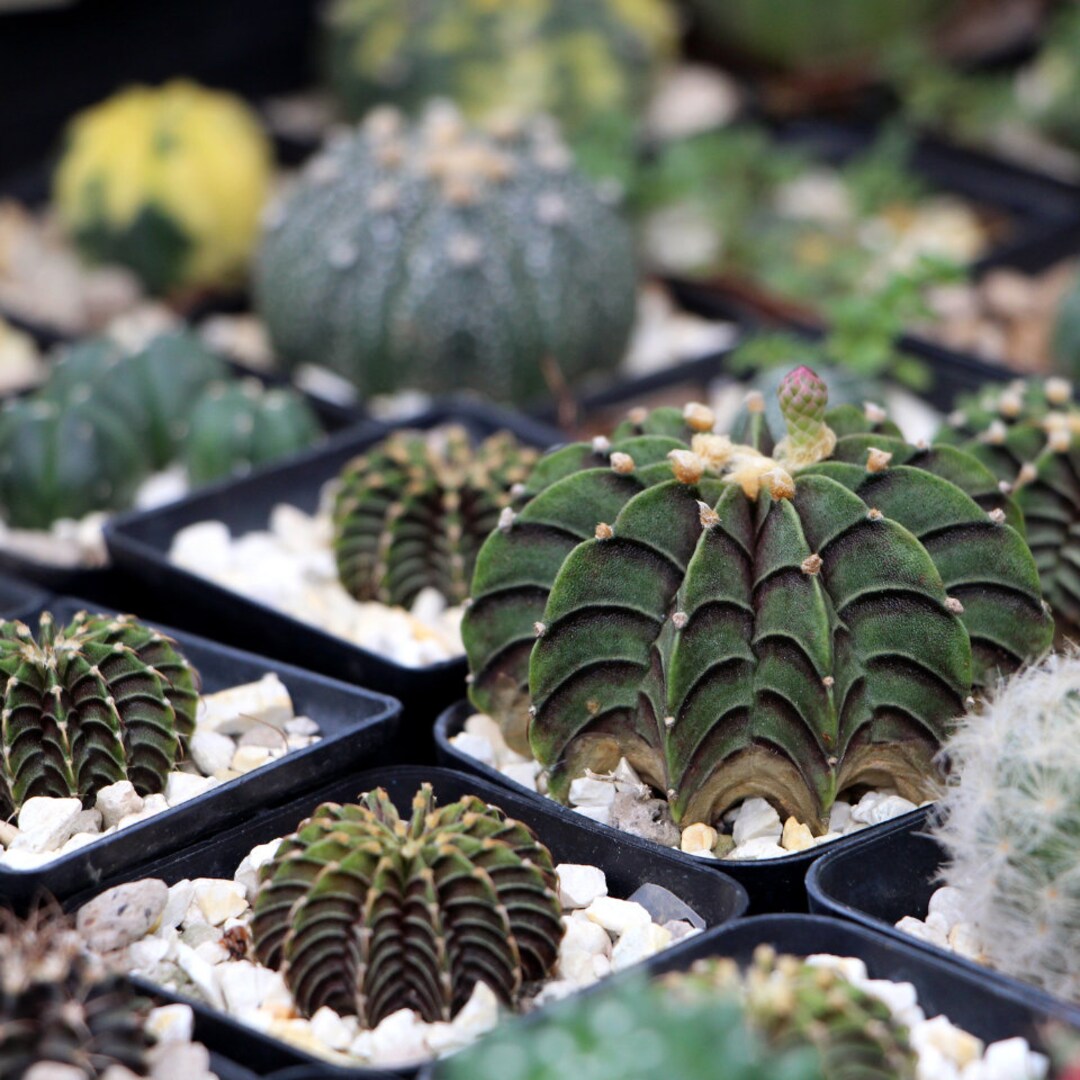 10 Gymnocalycium LB 2178 Seeds Unique Cactus Variety for DIY Planting ...