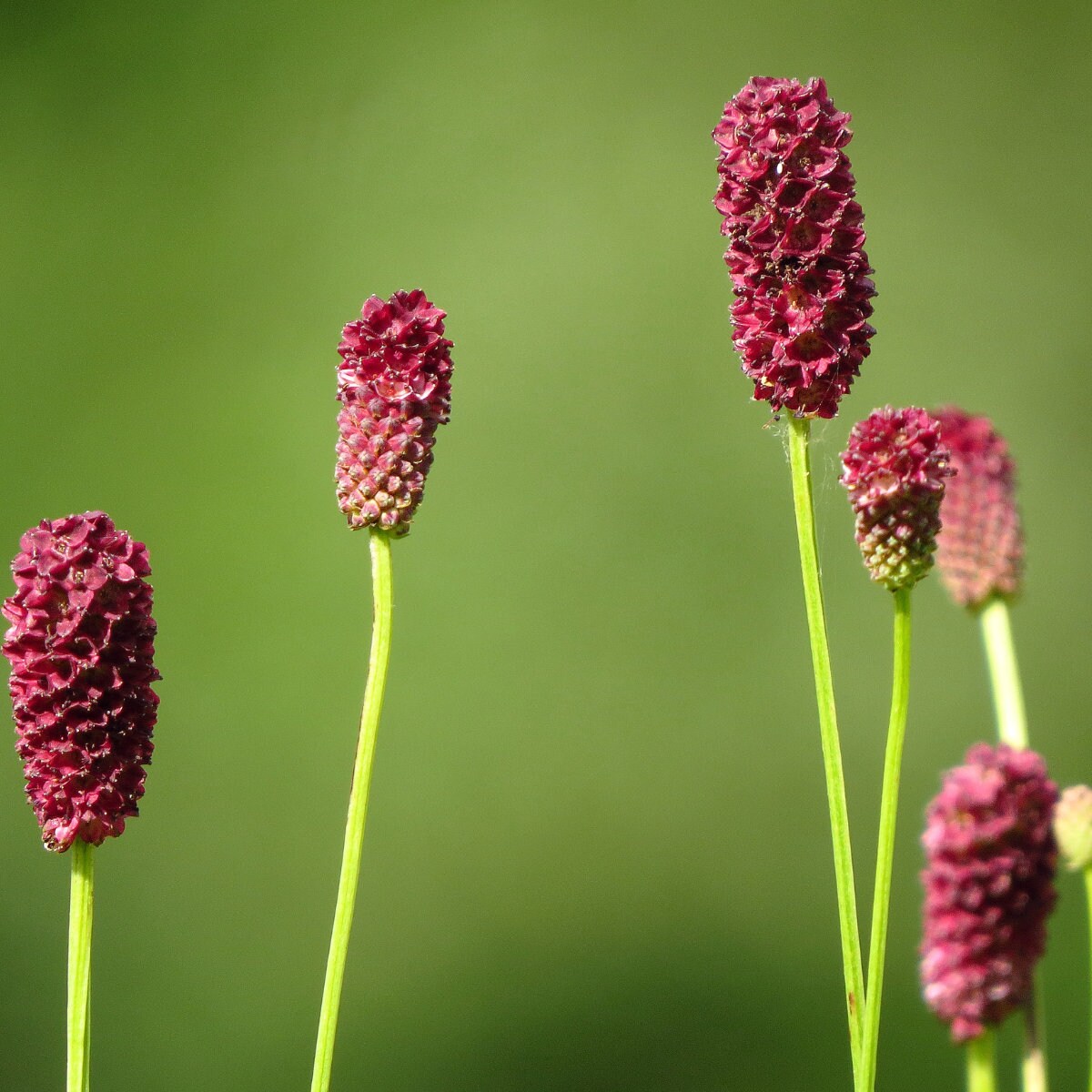 Great Burnet Seeds Pack 50 Organic Sanguisorba Officinalis Seeds for ...