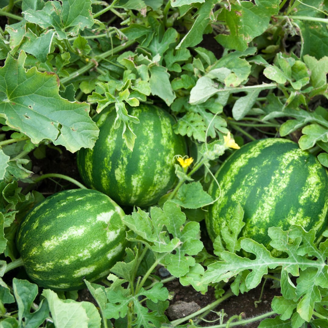 Exotic Watermelon Pink Frosty Seeds 5 Lush Planting Seeds, Create Your ...