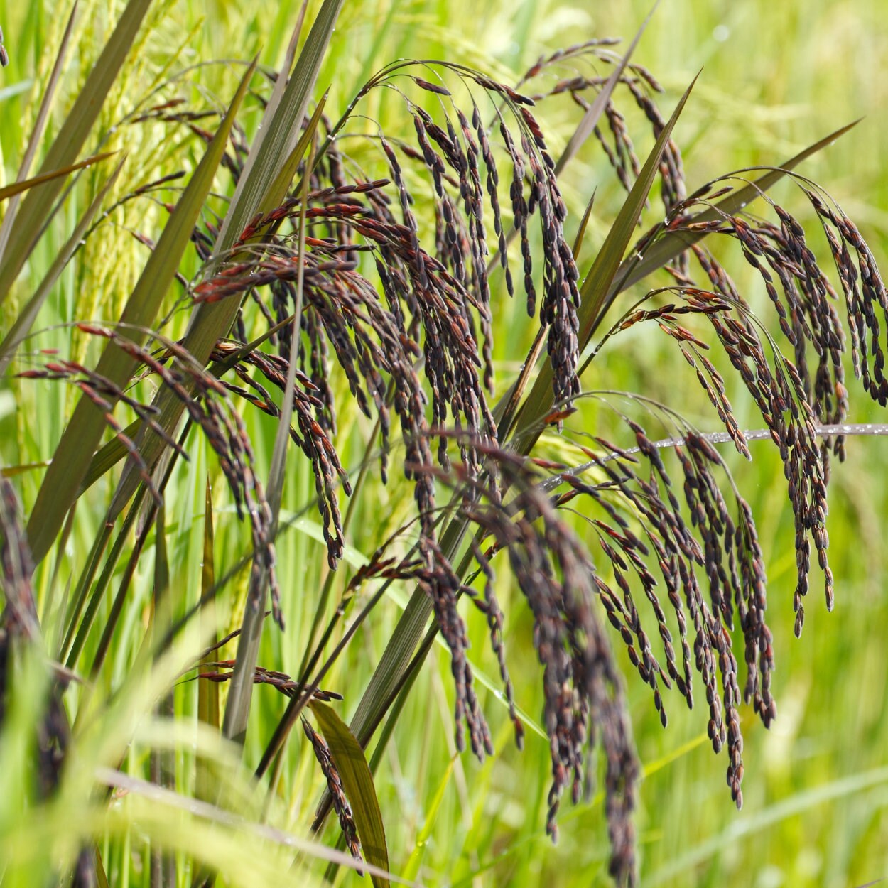 Heirloom Black Rice Seeds Nong Khai 62 Organic, Rare Grain for ...