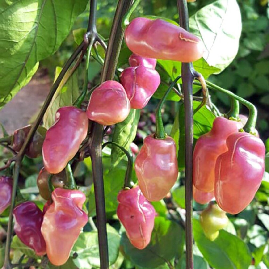 Fidalgo Roxa Hot Pepper Seeds Grow Your Own Fiery Chilies, Perfect ...