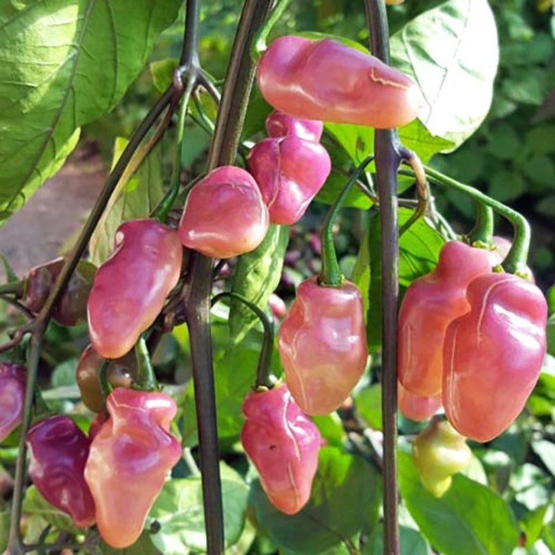 Fidalgo Roxa Hot Pepper Seeds Grow Your Own Fiery Chilies, Perfect ...