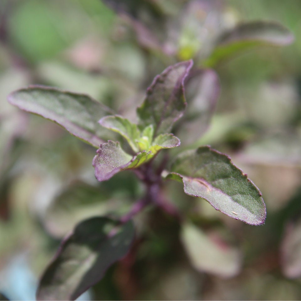Krishna Tulsi Seeds Black Tulsi Variety, Sacred Basil for Home ...