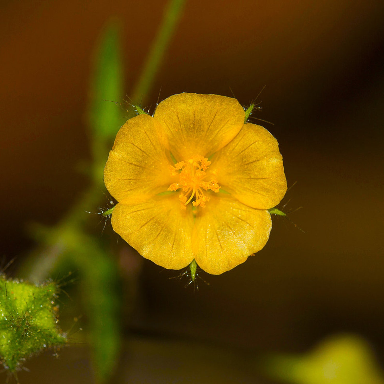 Bala Plant Seeds, Sida Cordifolia, 15 Count Cultivate Medicinal Herbs ...