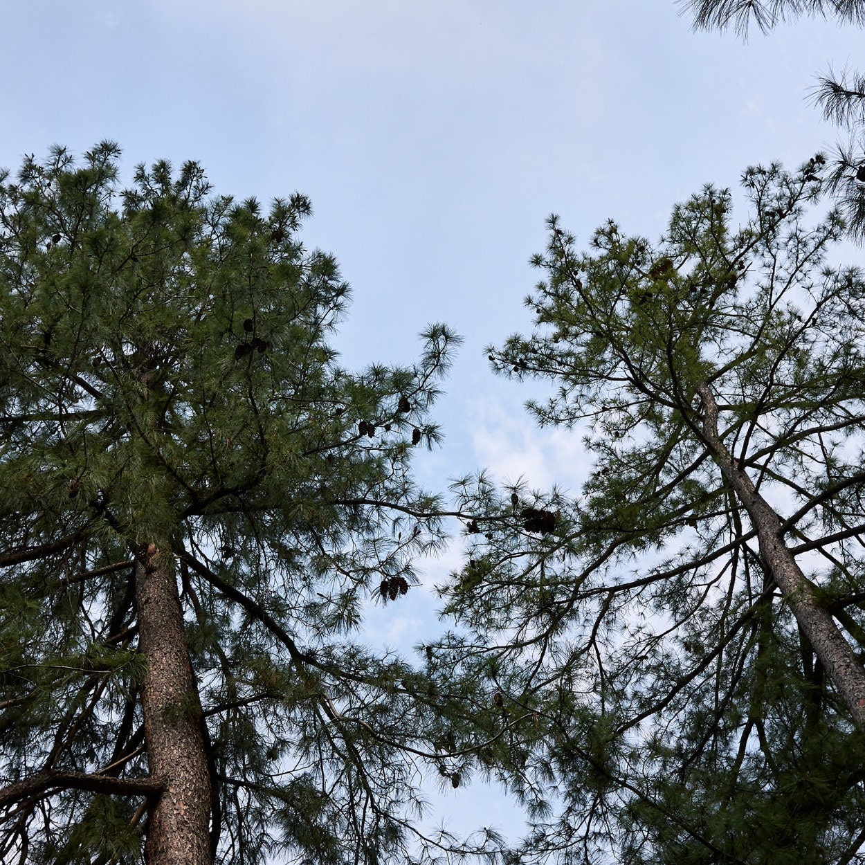 Blue Pine Seeds Pinus Excelsa, Himalayan Pinus Wallichiana, Rare ...