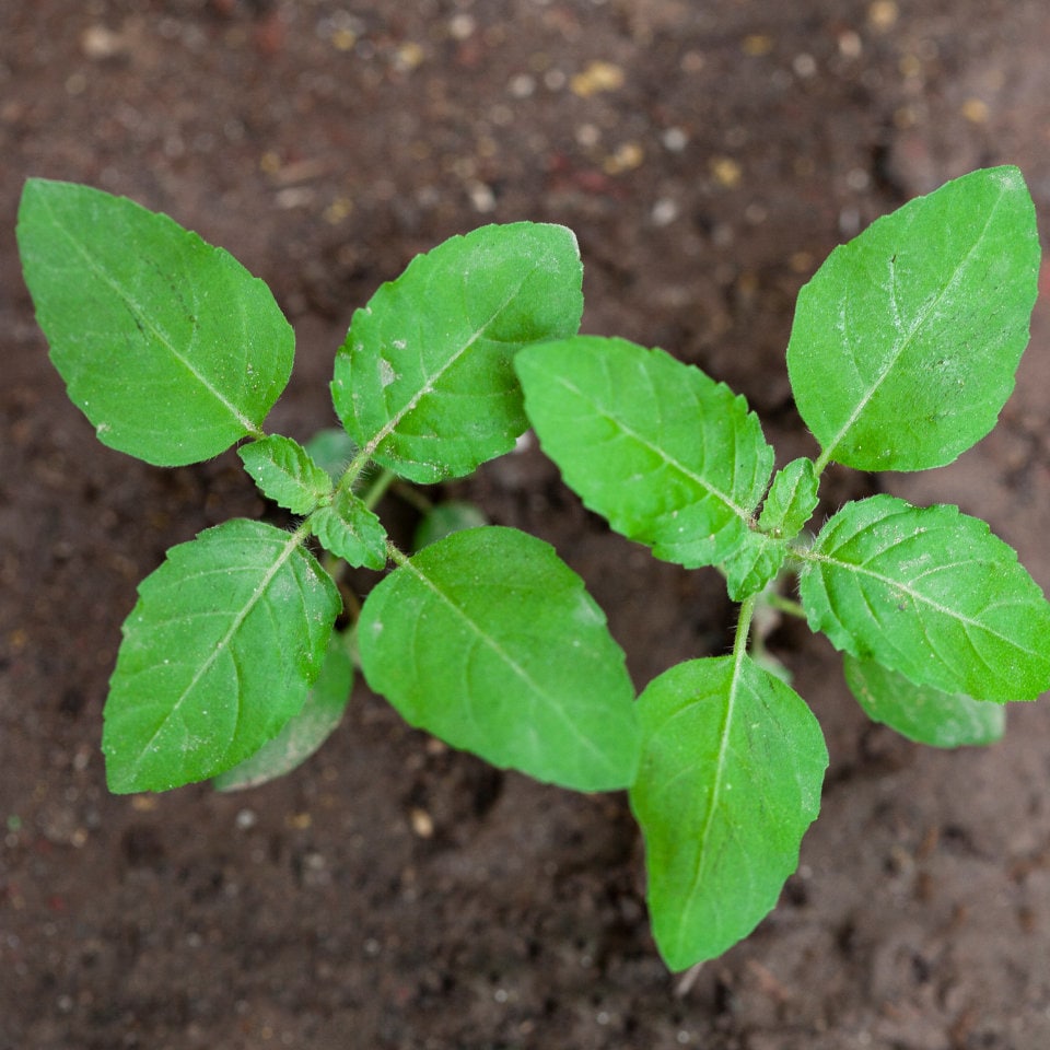 Krishna Tulsi Seeds Black Tulsi Variety, Sacred Basil for Home ...