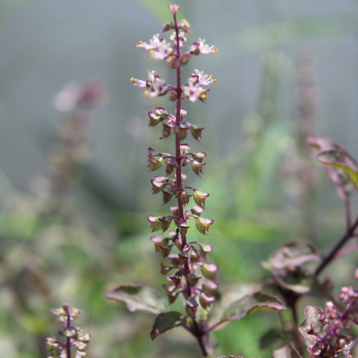 Krishna Tulsi Seeds Black Tulsi Variety, Sacred Basil for Home ...