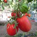 Heirloom Tomato Federico Seeds pack of 5 Grow Your Own Tasty Tomatoes ...