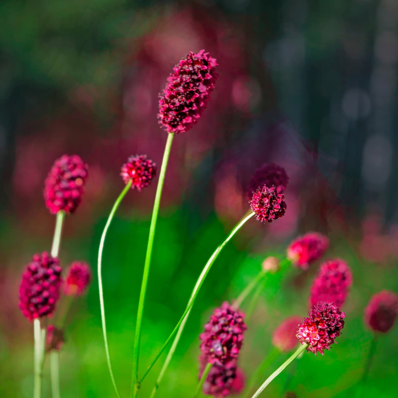 Great Burnet Seeds Pack 50 Organic Sanguisorba Officinalis Seeds for ...