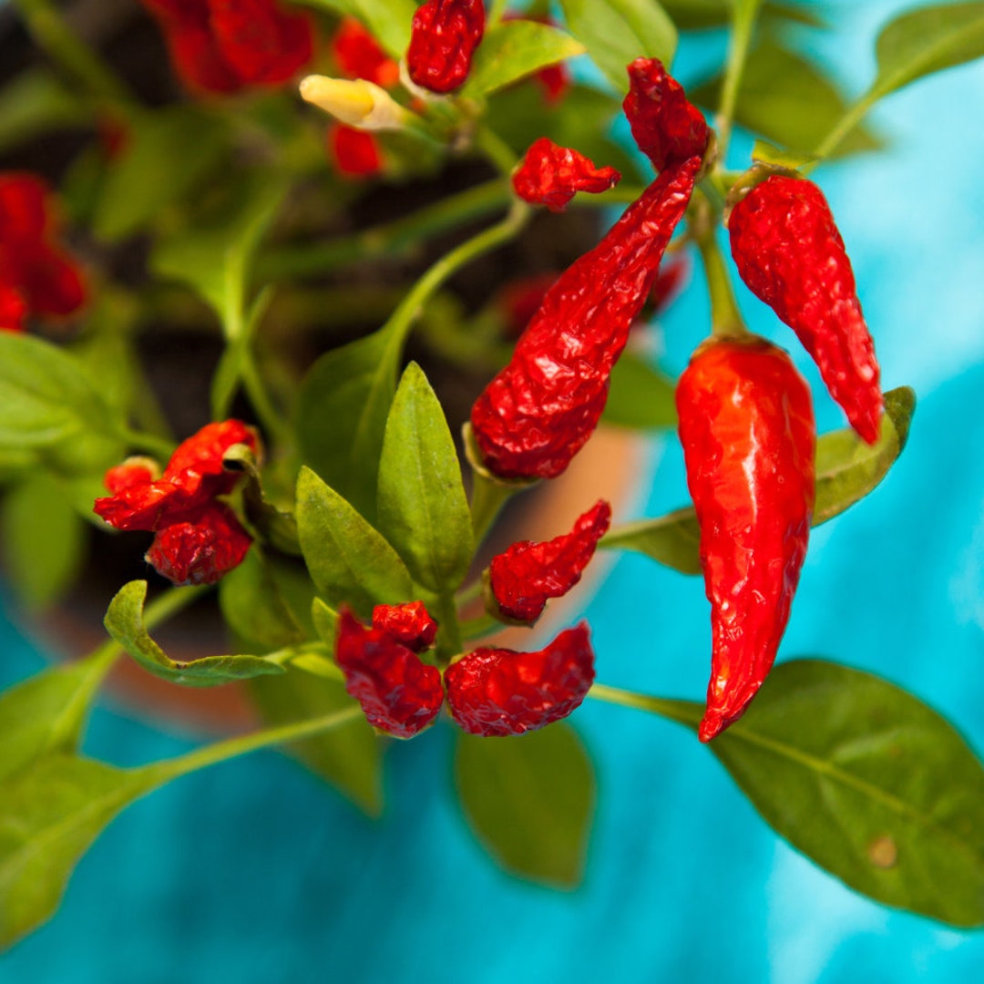 Jwala Hot Pepper Seeds Authentic Indian Chilli, Choose 10/40/200 Qty ...