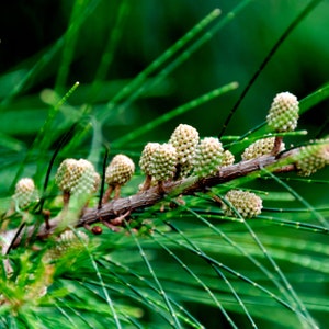Casuarina Equisetifolia Seeds Grow Your Own Suru Tree, Australian Pine ...
