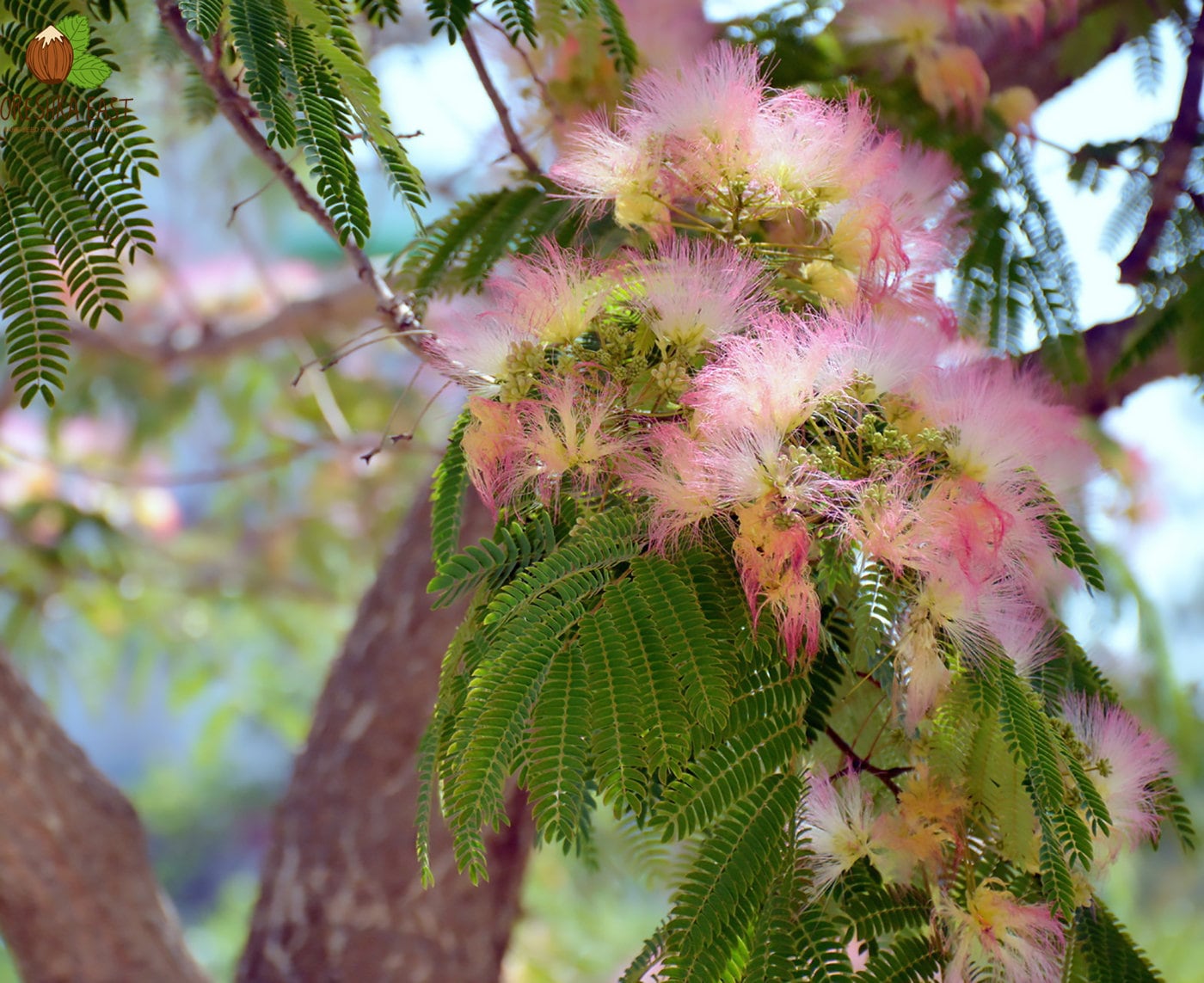 Siris Tree Seeds Albizia Procera 30pcs, Tropical Ornamental Plant, Grow ...