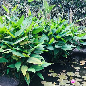 Thalia Geniculata Seeds 5 Pcs Rare Aquatic Plant, Water Garden ...
