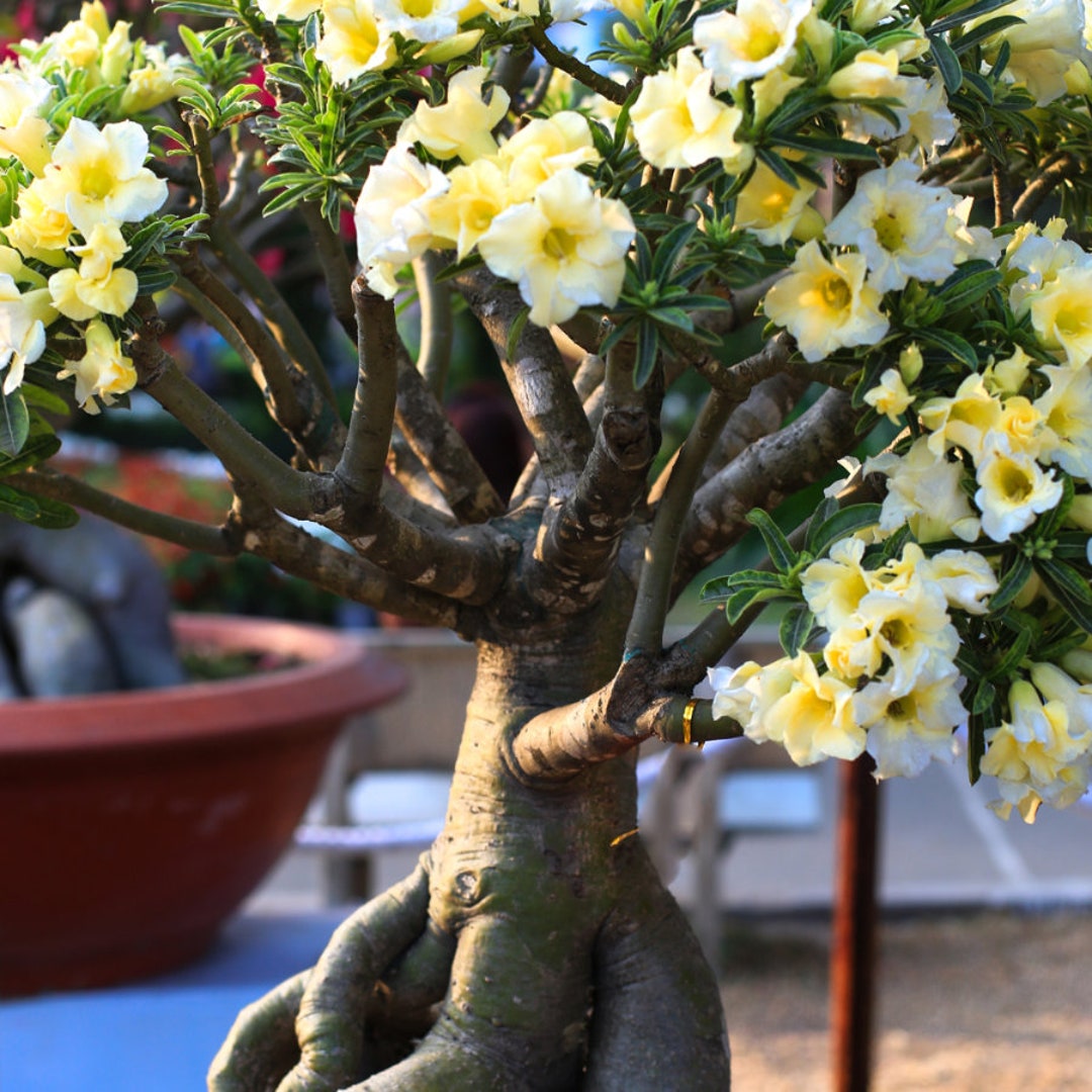 Japanese Giant Adenium Seeds Creamy Yellow Somalense Flowers, Rare 3 ...