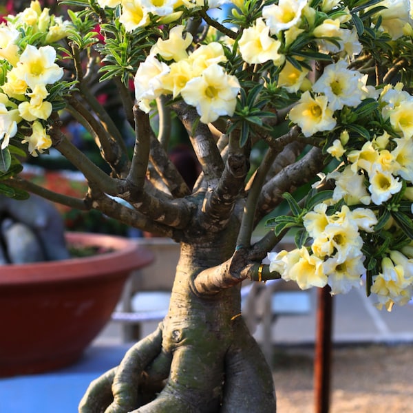 Adenium - Etsy