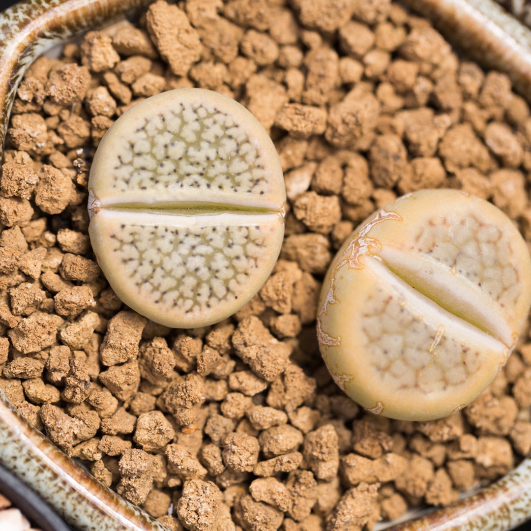 Rare Lithops Hallii V.ochracea 10 Seeds Pack, Drought-tolerant Plant ...