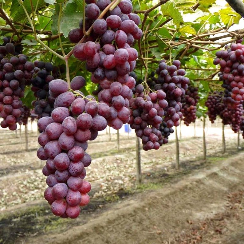 Red Globe Grape Seeds 5 Grow Big Luscious Grapes at Home Ideal for Wine ...