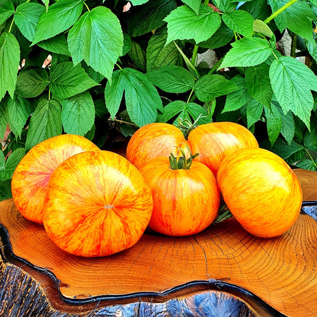 Rare Tomato Seeds 'kozula 60' 5 Qty Heirloom Garden Plant, Cultivate ...