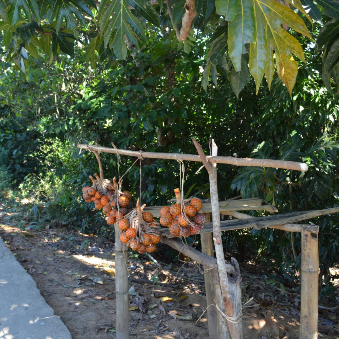Grow Your Own Wine Palm 3 Raphia Vinifera Seeds, Perfect for Indoor ...