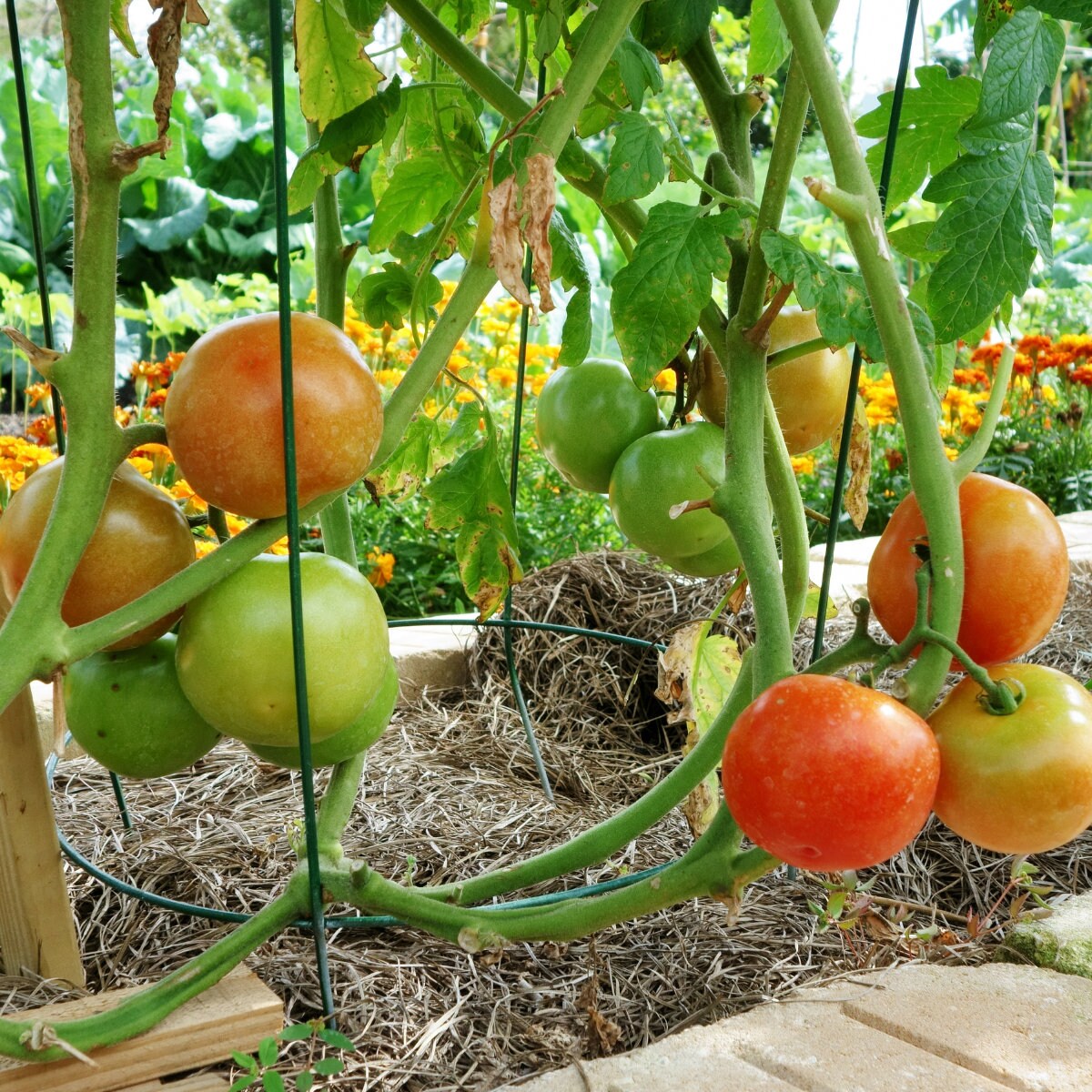 Rare Tomato Seeds 'kozula 60' 5 Qty Heirloom Garden Plant, Cultivate ...