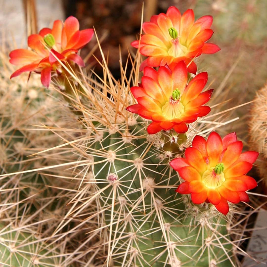 Echinocereus Cactus Seed Mix 10 Rare Desert Plant Seeds, Perfect for ...