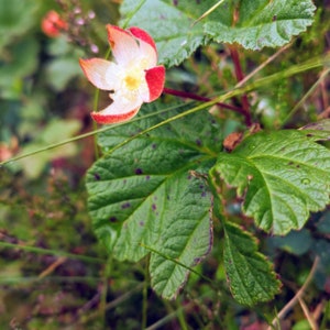 Cloudberry Seed Kit 10 Grow Your Own Rubus Chamaemorus, Arctic Delight ...