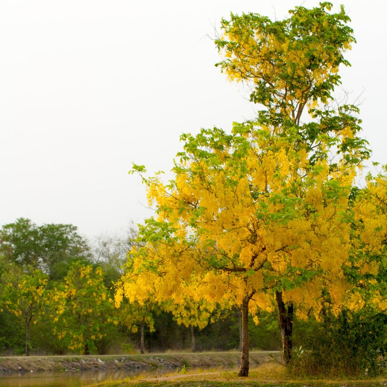 Golden Shower Tree Seeds, Cassia Fistula, 10 Pack Tropical Garden Planting, Unique Gardening ...