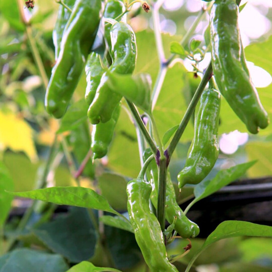 Gourmet Shishito Pepper Seed Pack 5 Seeds Rare Japanese Heirloom ...