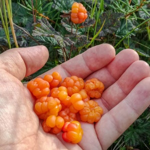 Cloudberry Seed Kit 10 Grow Your Own Rubus Chamaemorus, Arctic Delight ...