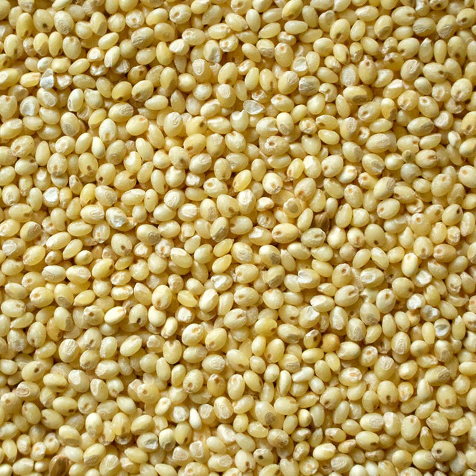 Millet Seed Multipack Choose 50/150/300, High Germination Rate, Ideal ...