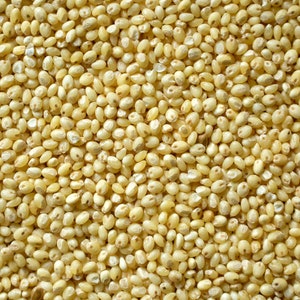 Millet Seed Multipack Choose 50/150/300, High Germination Rate, Ideal ...