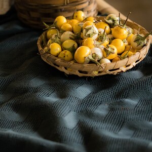 Grow Kantakari 20 Solanum Xanthocarpum Seeds, Authentic Ayurvedic Plant ...