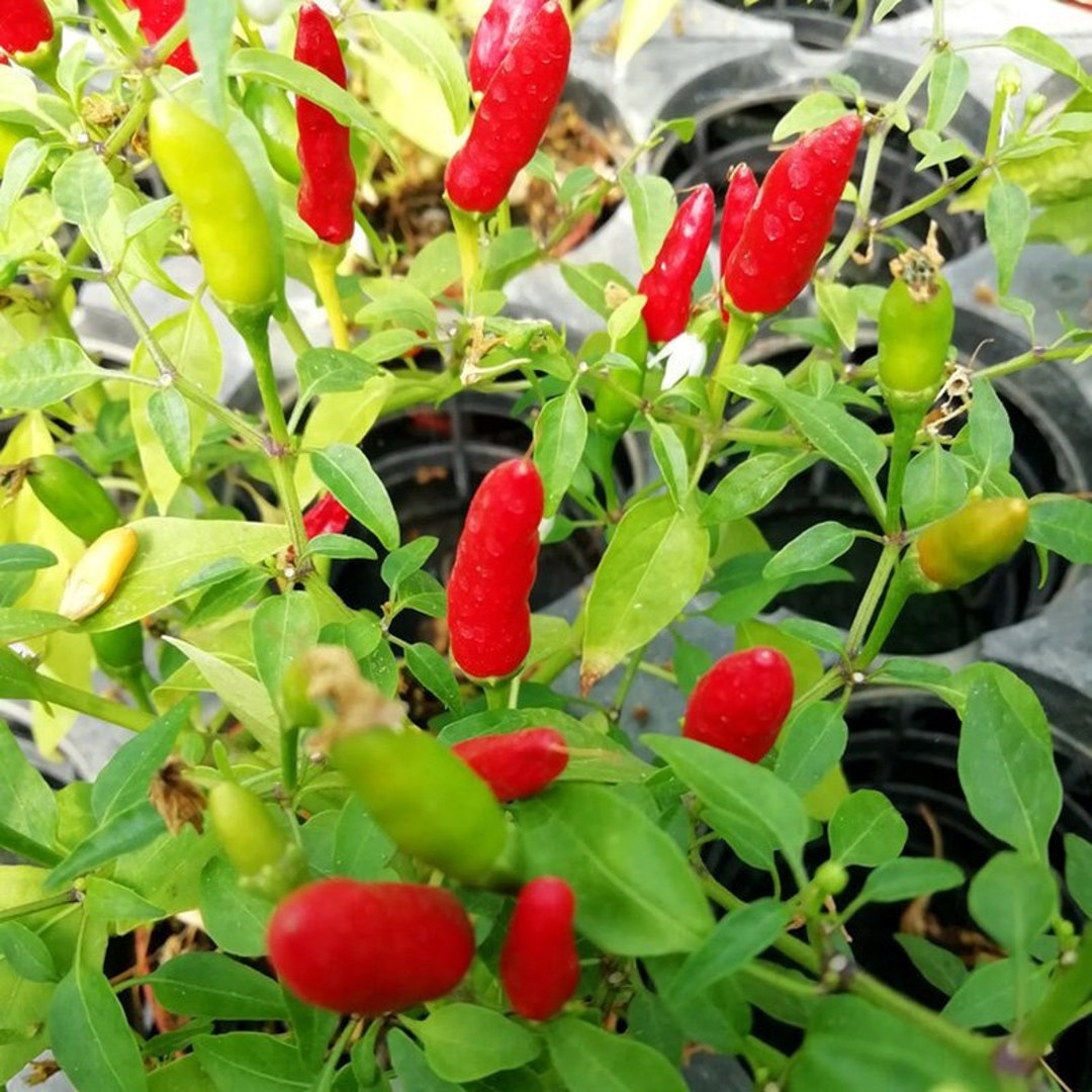 Rare Thai Chili Seeds 'prik Kee Noo' 10 Exotic Pepper Seeds for ...