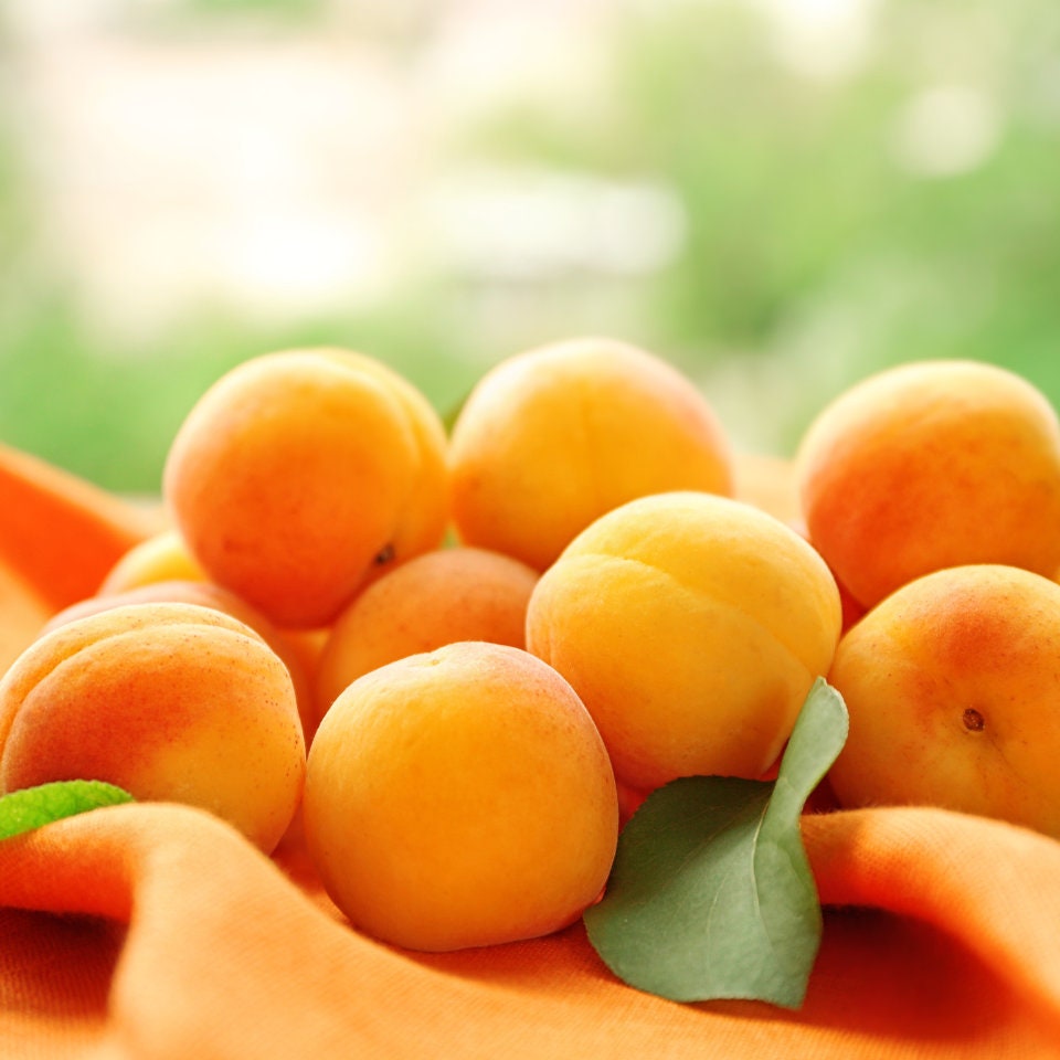 Rare Wild Indian Apricot Seeds Pack of 10, Non-gmo Small Fruit Seeds ...