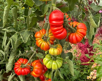 Costoluto Genovese Tomato Seeds Heirloom Organic - Etsy
