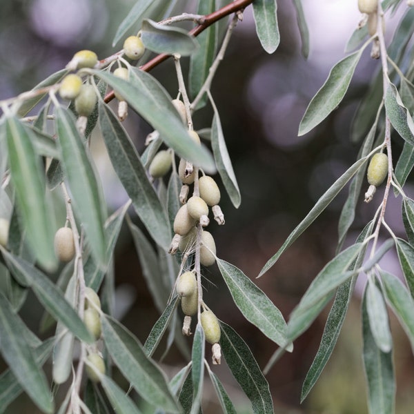 Olive Tree - Etsy