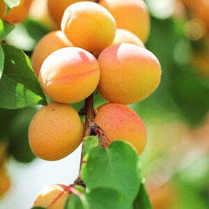 Rare Wild Indian Apricot Seeds Pack of 10, Non-gmo Small Fruit Seeds ...