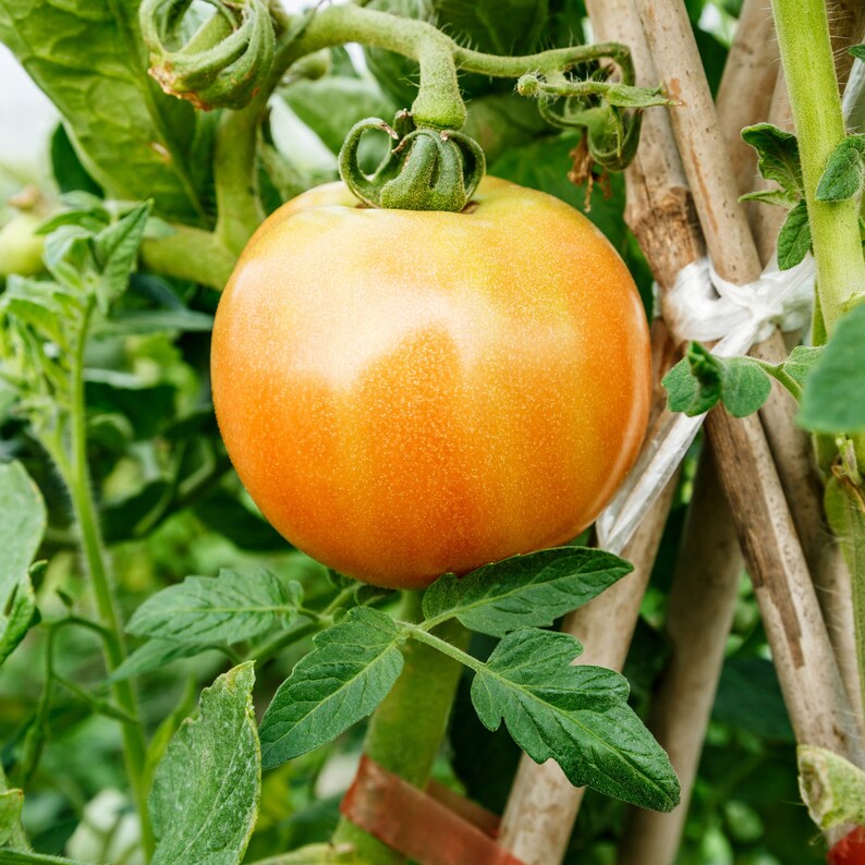 Rare Tomato Seeds 'kozula 60' 5 Qty Heirloom Garden Plant, Cultivate ...