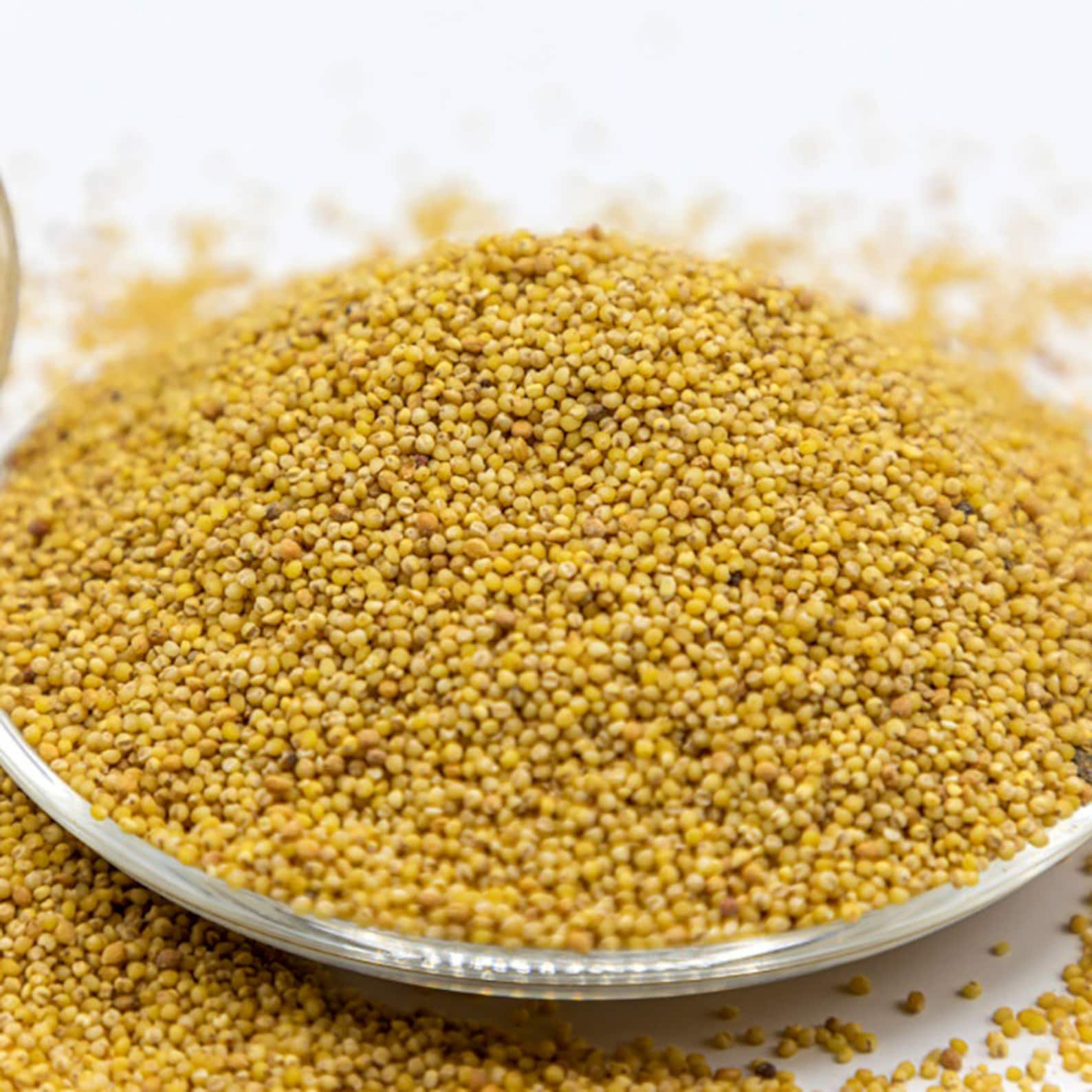 Millet Seed Multipack Choose 50/150/300, High Germination Rate, Ideal ...