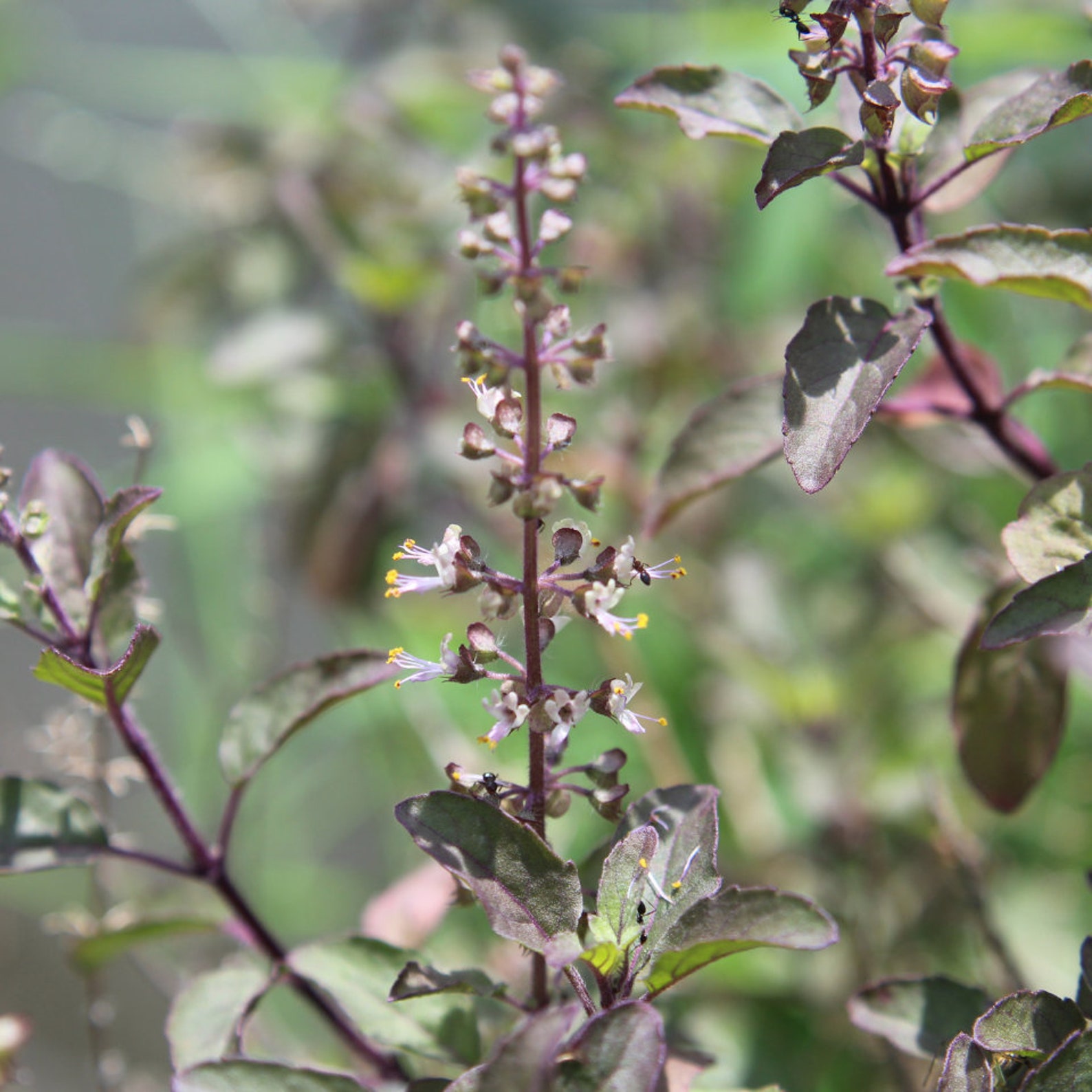 Krishna Tulsi Seeds Black Tulsi Variety, Sacred Basil for Home ...