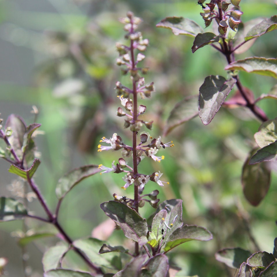 Krishna Tulsi Seeds Black Tulsi Variety, Sacred Basil for Home ...