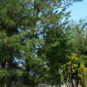 Casuarina Equisetifolia Seeds Grow Your Own Suru Tree, Australian Pine ...