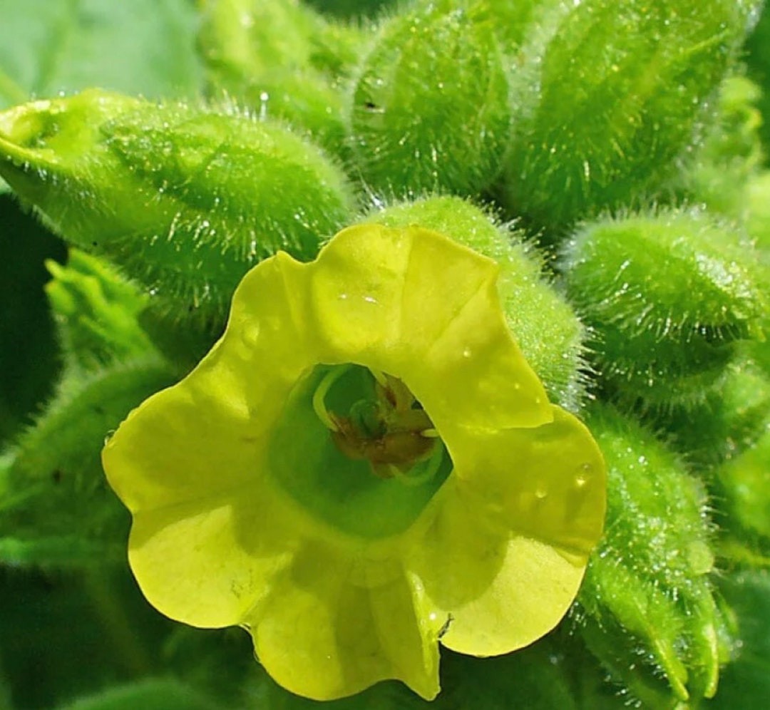 Tobacco Shag Bakun 46 30/100/500 Pcs Fresh Seeds, Nicotiana Rustica ...