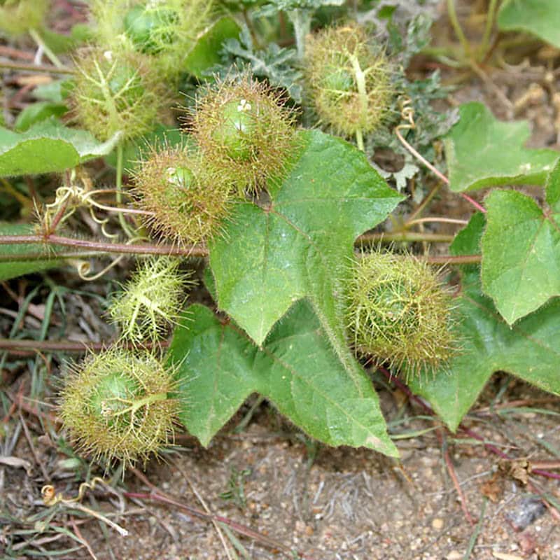 Stinking Passionflower love-in-a-mist 10 Pcs Fresh Seeds, Wild Maracuja ...