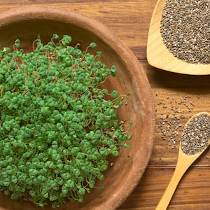 Organic Chia Seeds Bulk Pack 50 Pcs, Nutrient-rich Superfood for ...