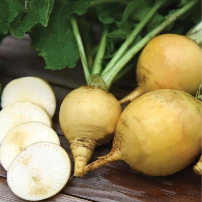 Premium Golden Ball Turnip Seed Selection Harvest Your Own Golden ...