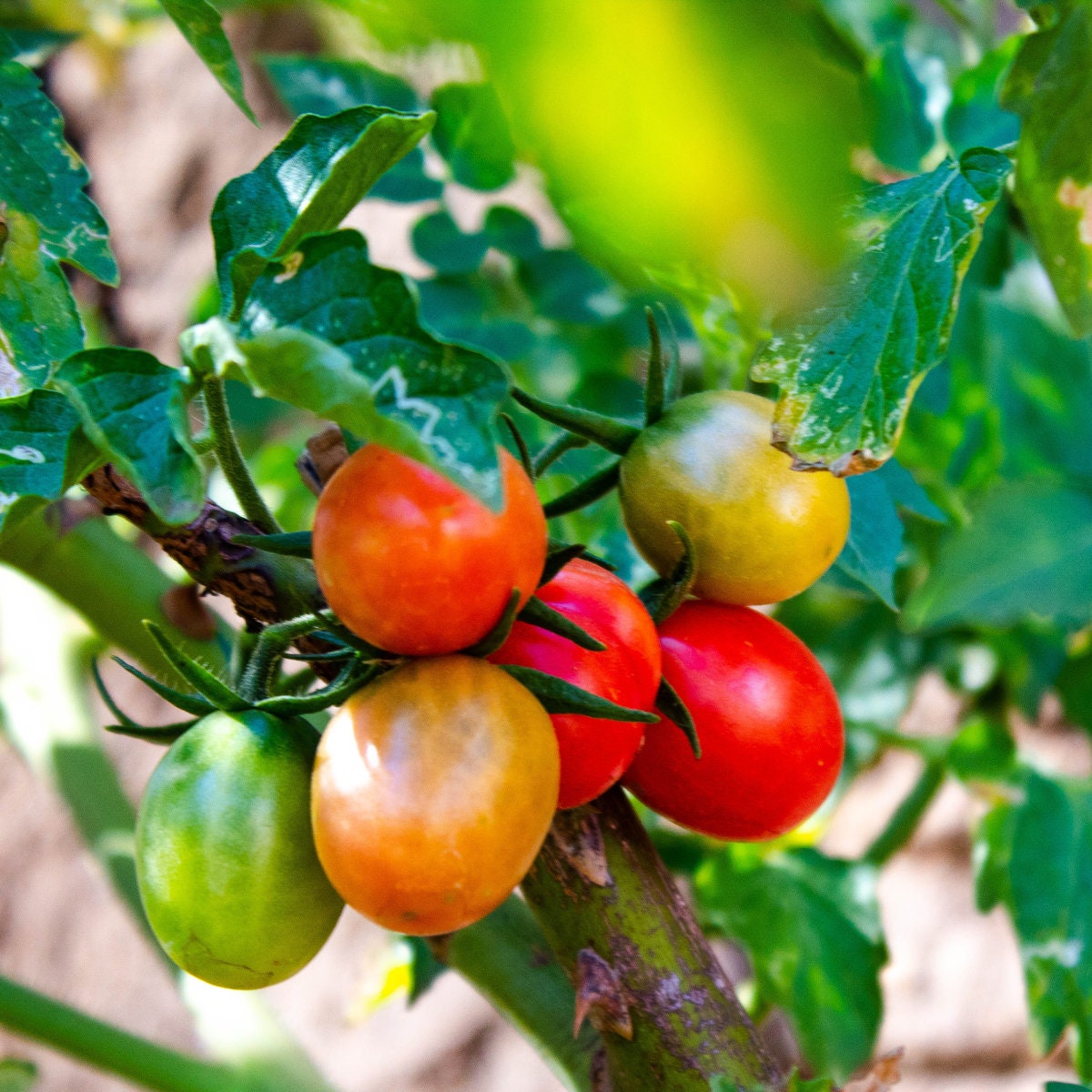 Rare Tomato Seeds 'kozula 60' 5 Qty Heirloom Garden Plant, Cultivate ...